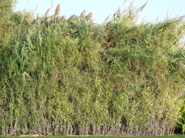 tall grass texture 0026 - Texturelib